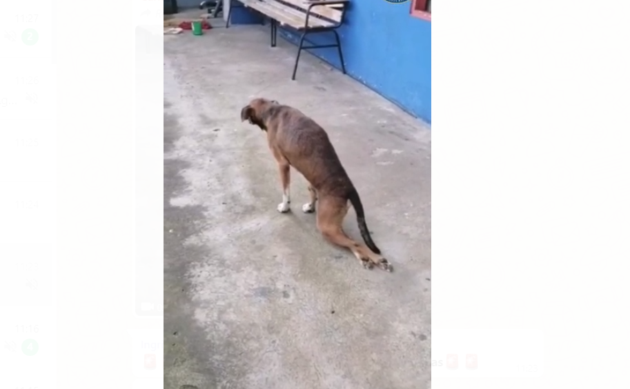 VIDEO: Hombre fue detenido por inmovilizar perro a patadas | CRHoy.com