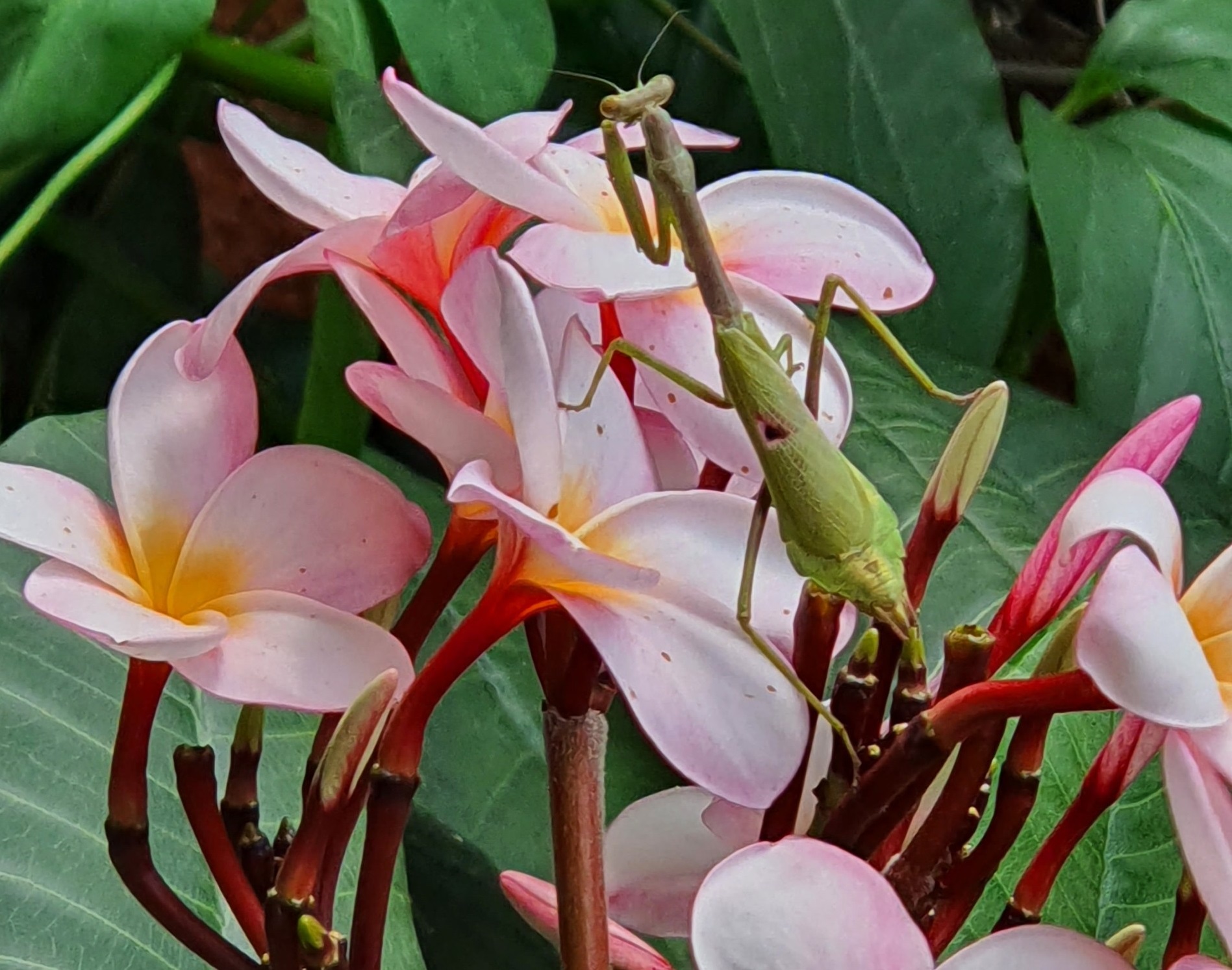 La foto del día la mantis en la flor | CRHoy.com