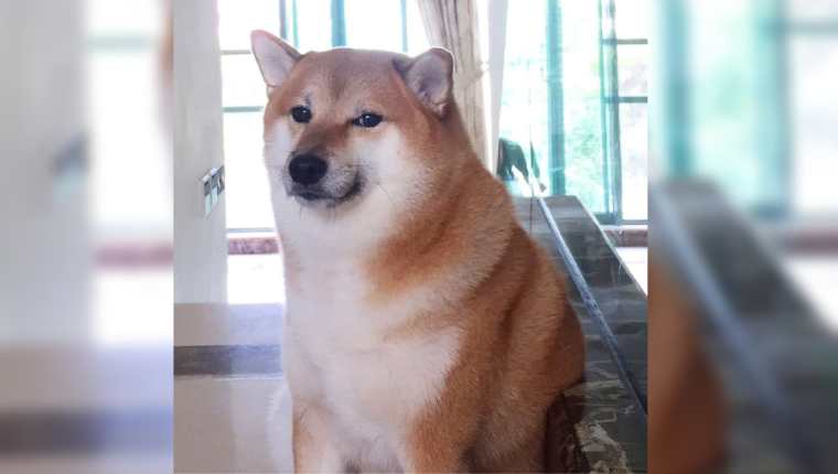 Muere “Cheems”, el divertido perro de los memes | CRHoy.com
